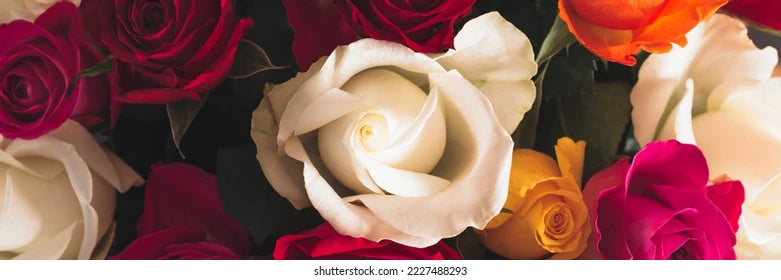Luxury Roses Collection | The Flower Factory