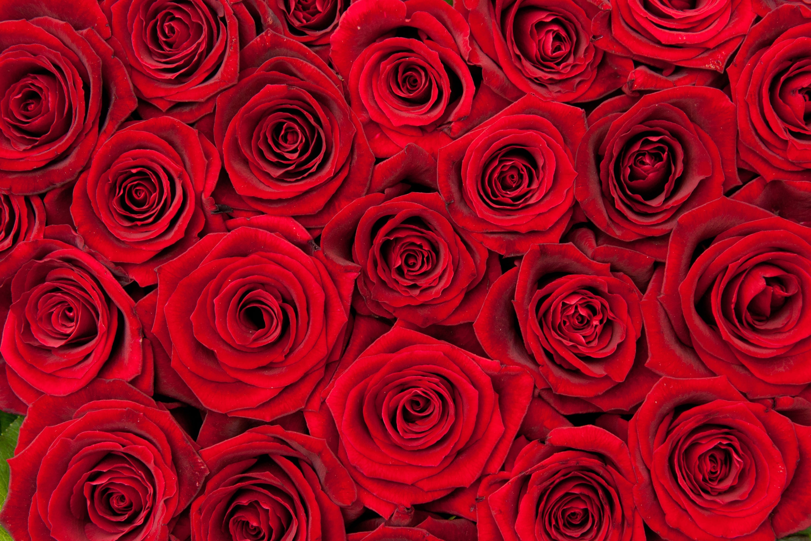Valentine's Day Roses flowers in Tarzana, CA | The Flower Factory ...